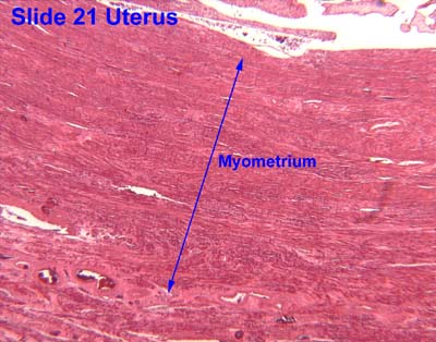 Myometrium Histology